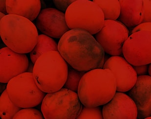 African Mango - Mango Afrykańskie - Oficjalna Strona